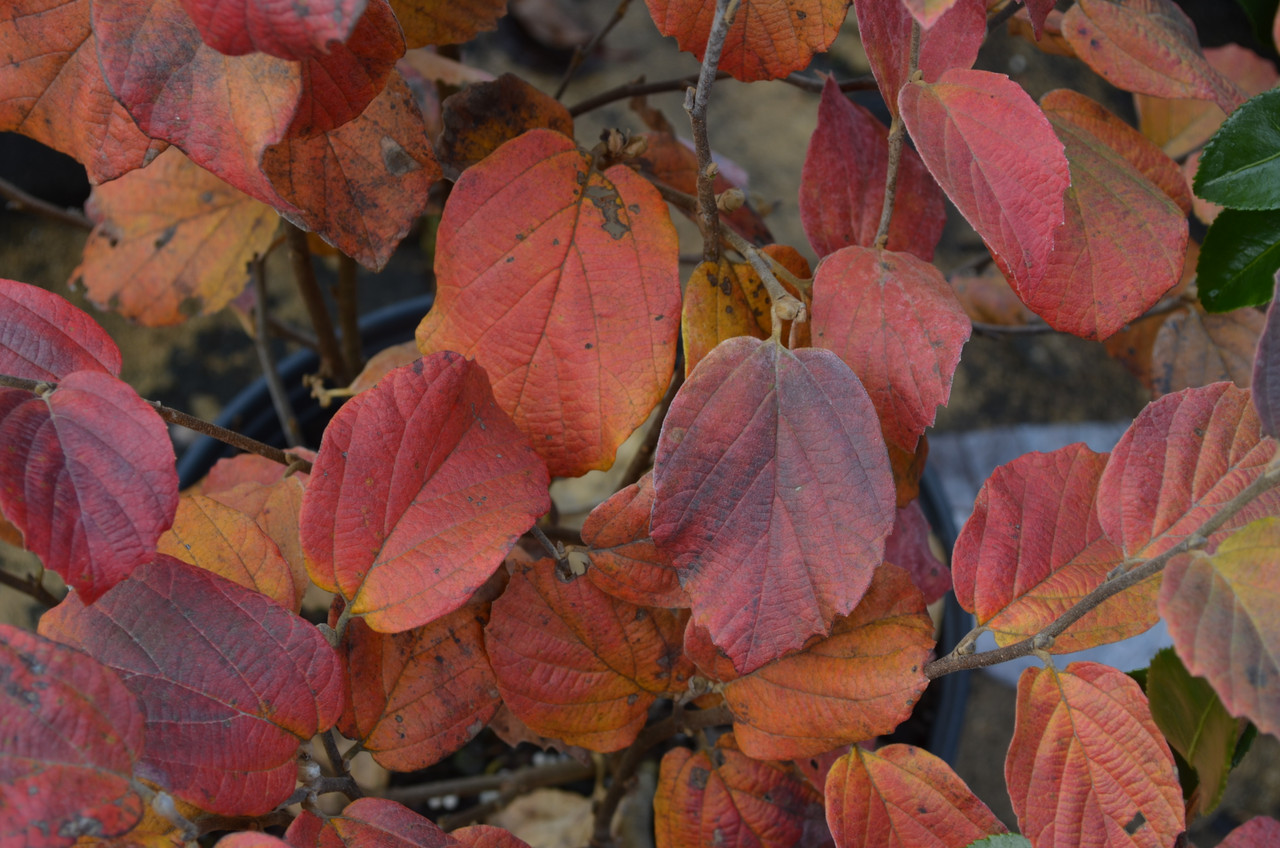 Fothergilla 'Blue Shadow' 3 Gallon - Cofer's Home & Garden