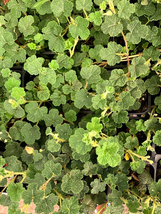 Raspberry Creeping 4.99 - Cofer's Home & Garden