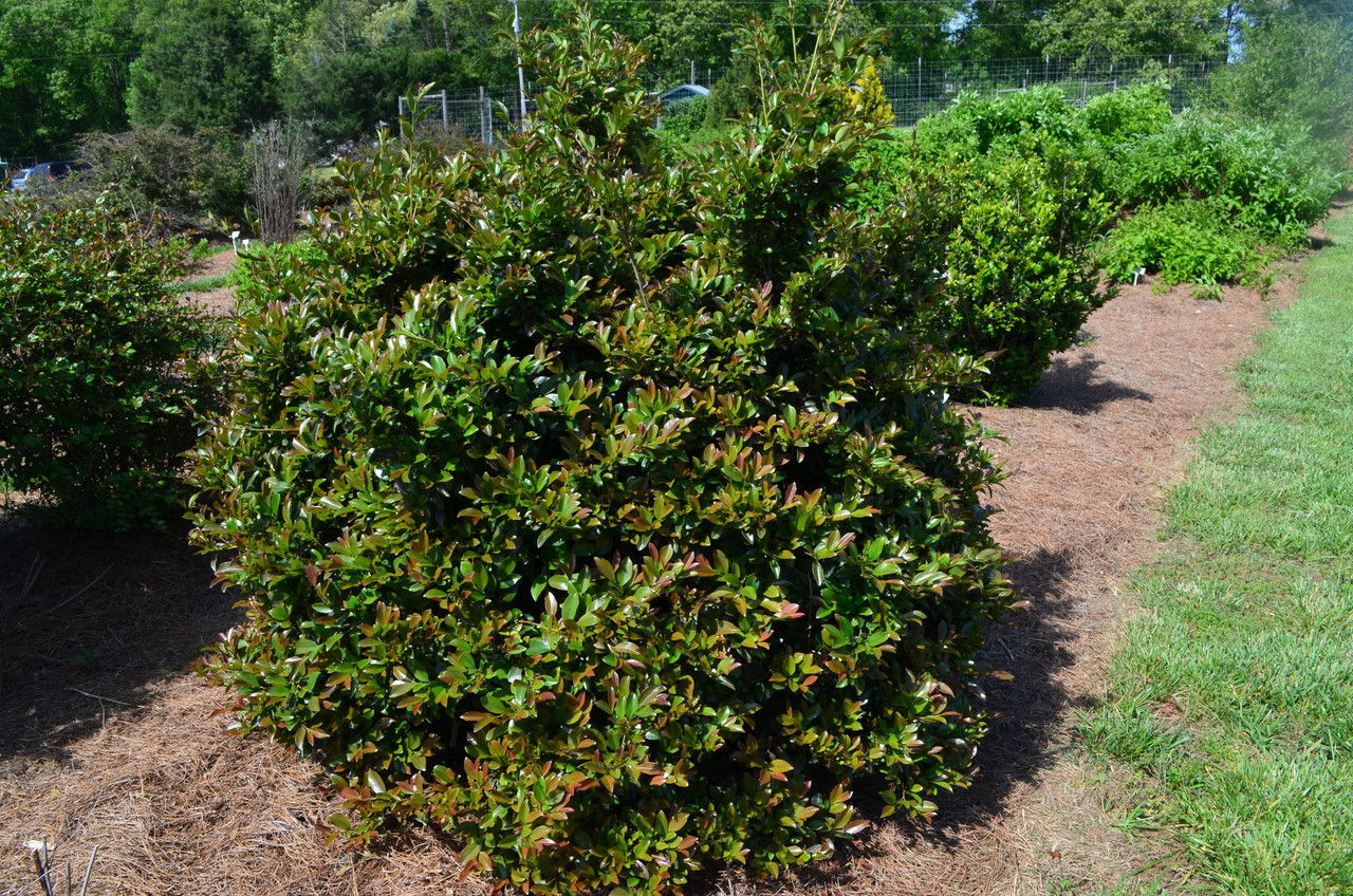 Distylium 'Linebacker' 3 Gallon - Cofer's Home & Garden