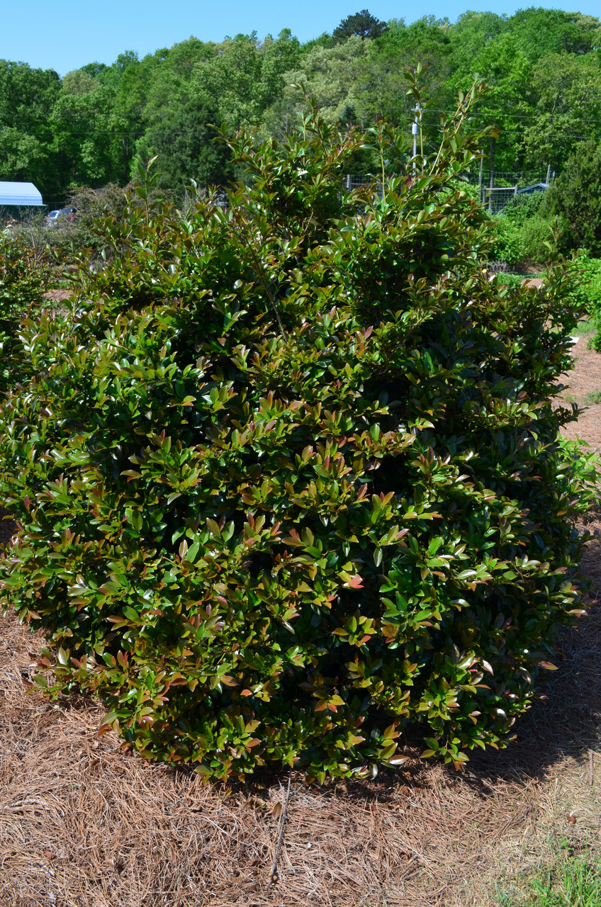 Distylium 'Linebacker' 3 Gallon - Cofer's Home & Garden