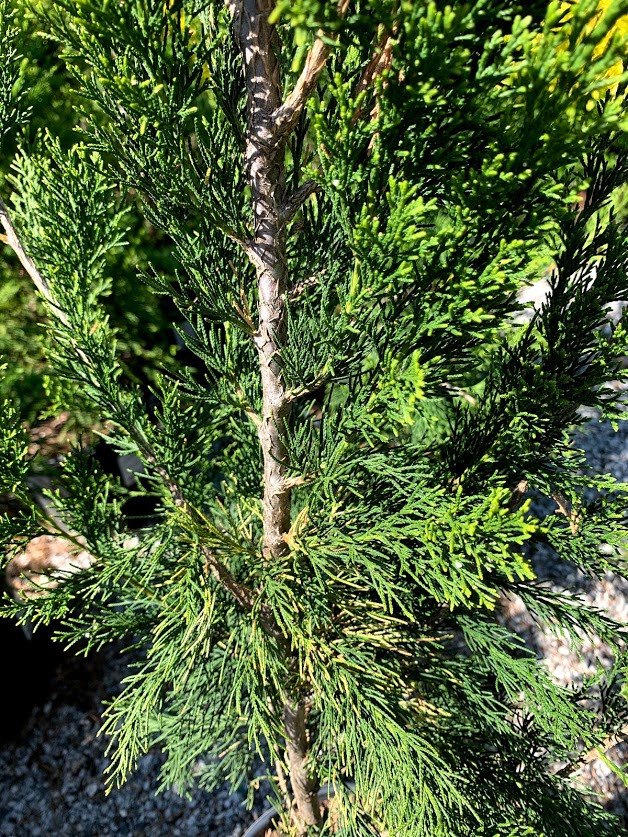Juniper 'Brodie' 3 Gallon - Cofer's Home & Garden