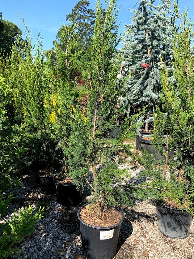Juniper 'Brodie' 3 Gallon - Cofer's Home & Garden