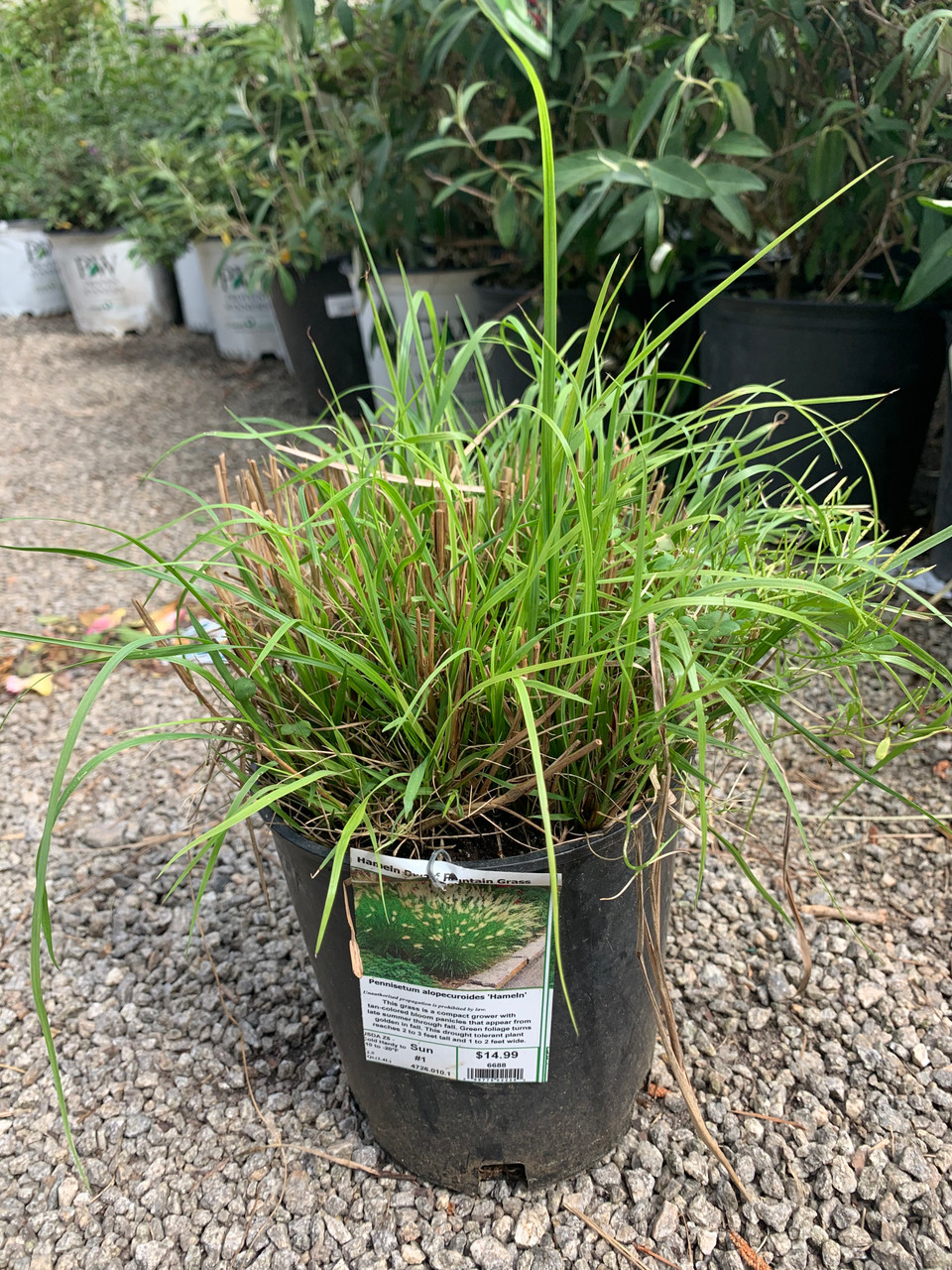 Grass Dwarf Fountain 'Hameln' 1 Gallon - Cofer's Home & Garden