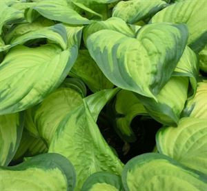Hosta 'Stained Glass' 1 Gallon - Cofer's Home & Garden