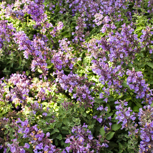 Nepeta Catmint PW® 1 Gallon - Cofer's Home & Garden