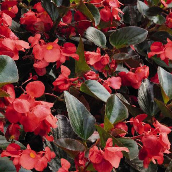 Begonia Bronze/Red 3.5 Inch - Cofer's Home & Garden