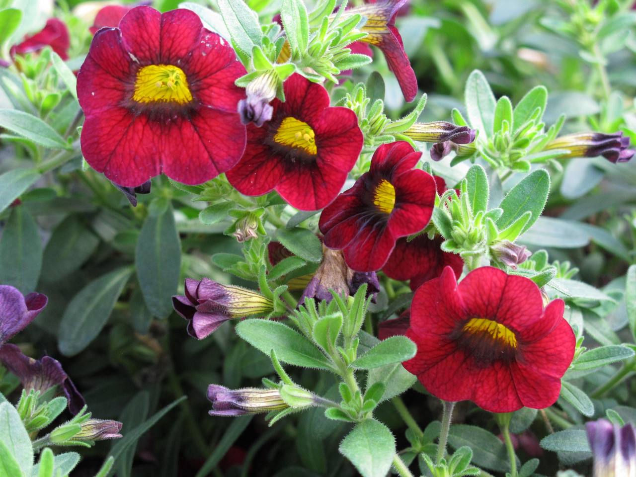 Calibrachoa Red 4.3 Inch - Cofer's Home & Garden