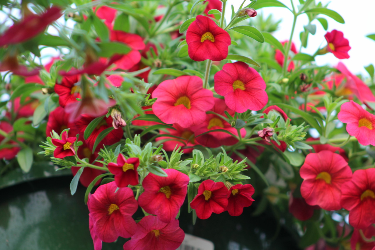 Calibrachoa Red 4.3 Inch - Cofer's Home & Garden