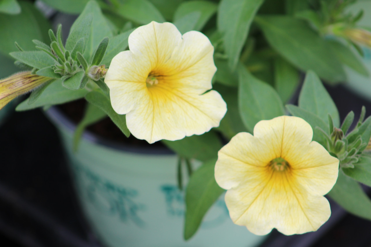 Petunia Supercal Yellow 4.3 Inch - Cofer's Home & Garden