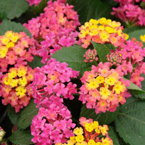 Lantana Anne Marie 1 Gallon - Cofer's Home & Garden