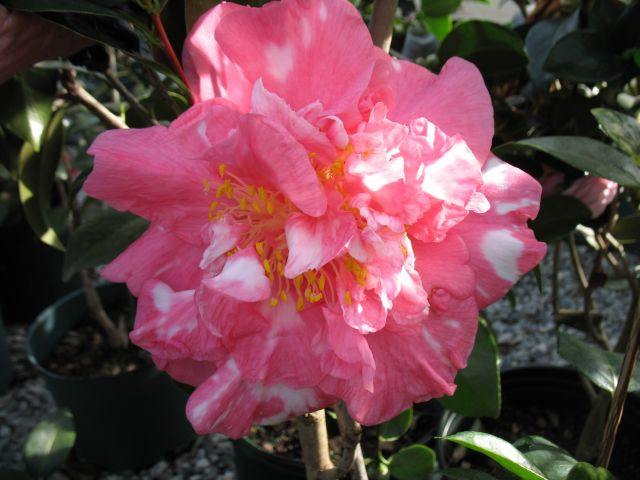 Camellia Mike Witman Variegated 3 Gallon - Cofer's Home & Garden