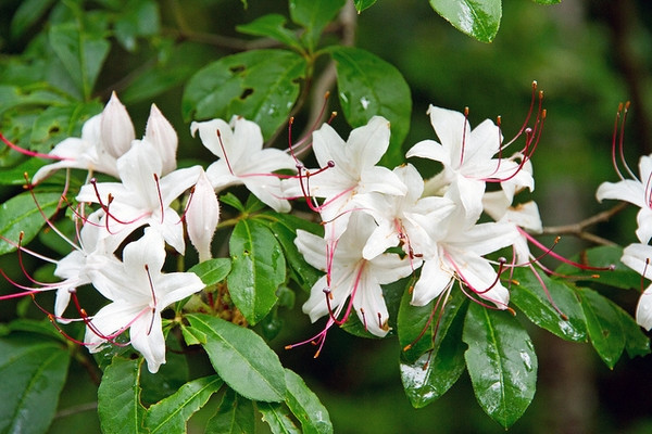 AZALEA NATIVE ARBORESCENS #3 - Cofer's Home & Garden
