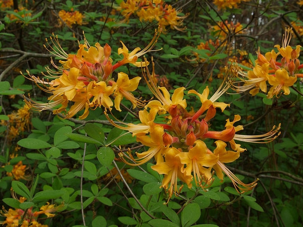 Azalea Native 'Austrinum' 3 Gallon - Cofer's Home & Garden