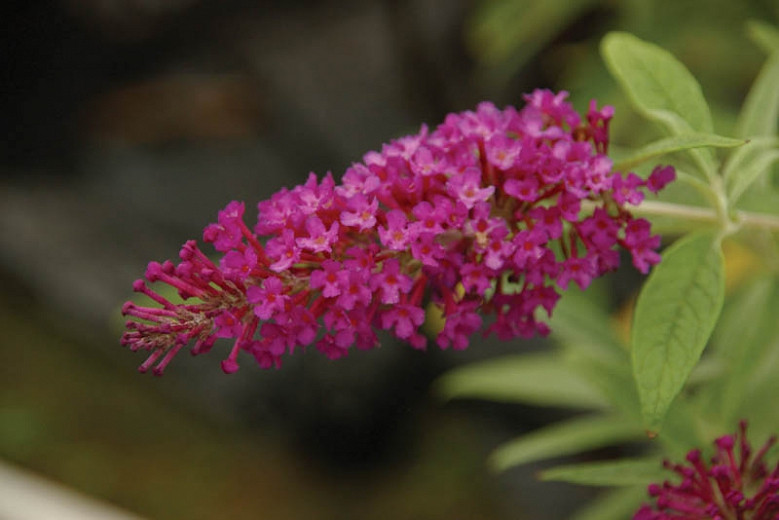 Butterfly Bush 'Buzz™ Magenta' 3 Gallon - Cofer's Home & Garden
