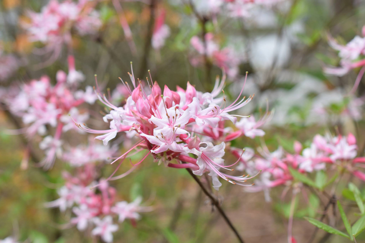 AZALEA NATIVE PIEDMONT #3 - Cofer's Home & Garden