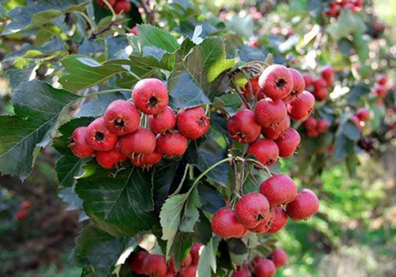 Washington Hawthorn 3 Gallon - Cofer's Home & Garden
