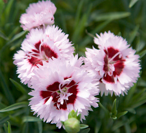 Dianthus Raspberry Surprise 1 Gallon - Cofer's Home & Garden
