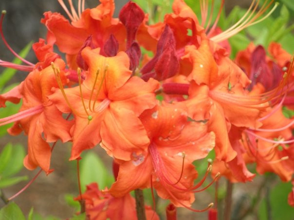 Azalea Native 'Stonewall Jackson' 3 Gallon - Cofer's Home & Garden