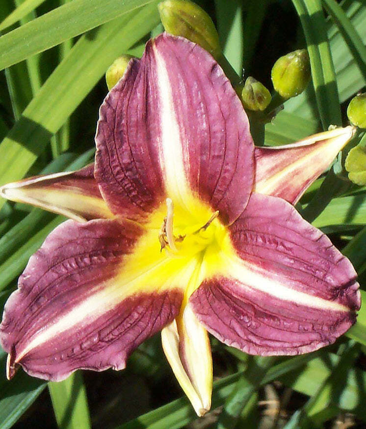 DAYLILY 'MARY REED' #1 - Cofer's Home & Garden
