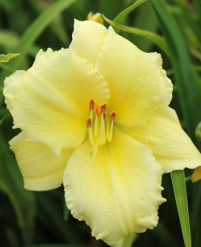 DAYLILY 'FRAGRANT RETURNS' #1 - Cofer's Home & Garden