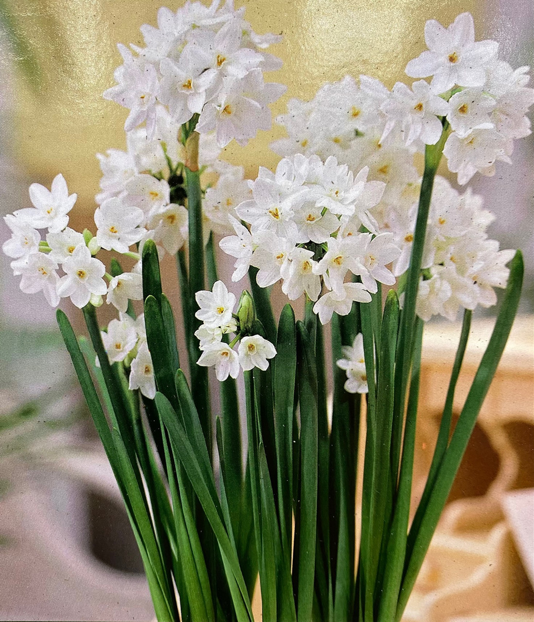 PAPERWHITE GIFT BOX - Cofer's Home & Garden