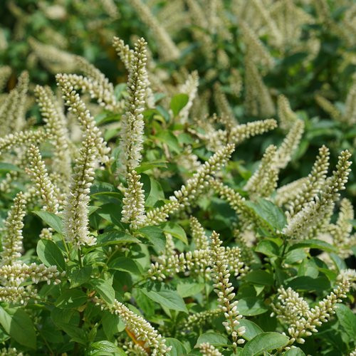 ITEA Fizzy Mizzy® Sweetspire #3 - Cofer's Home & Garden