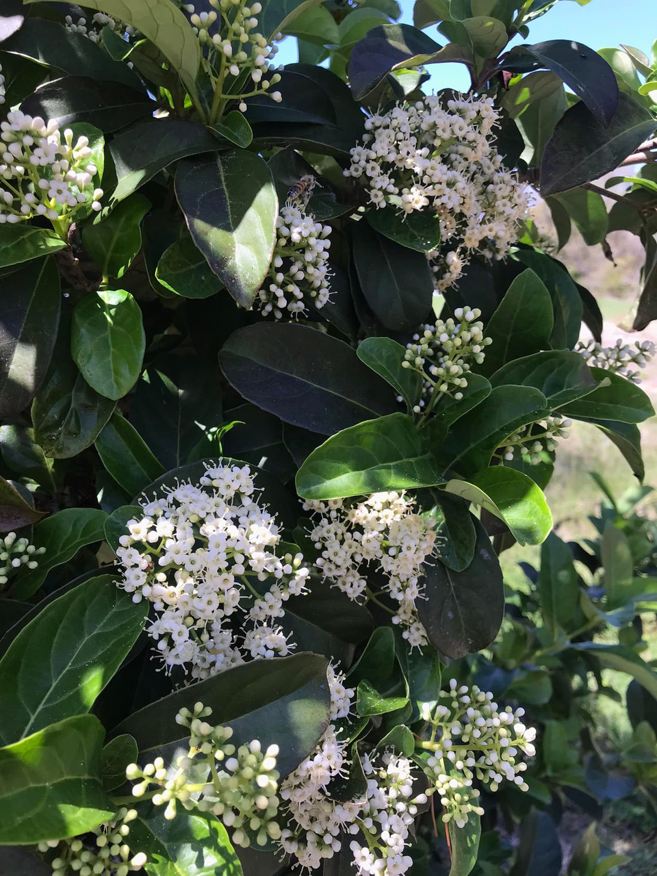 does viburnum flower