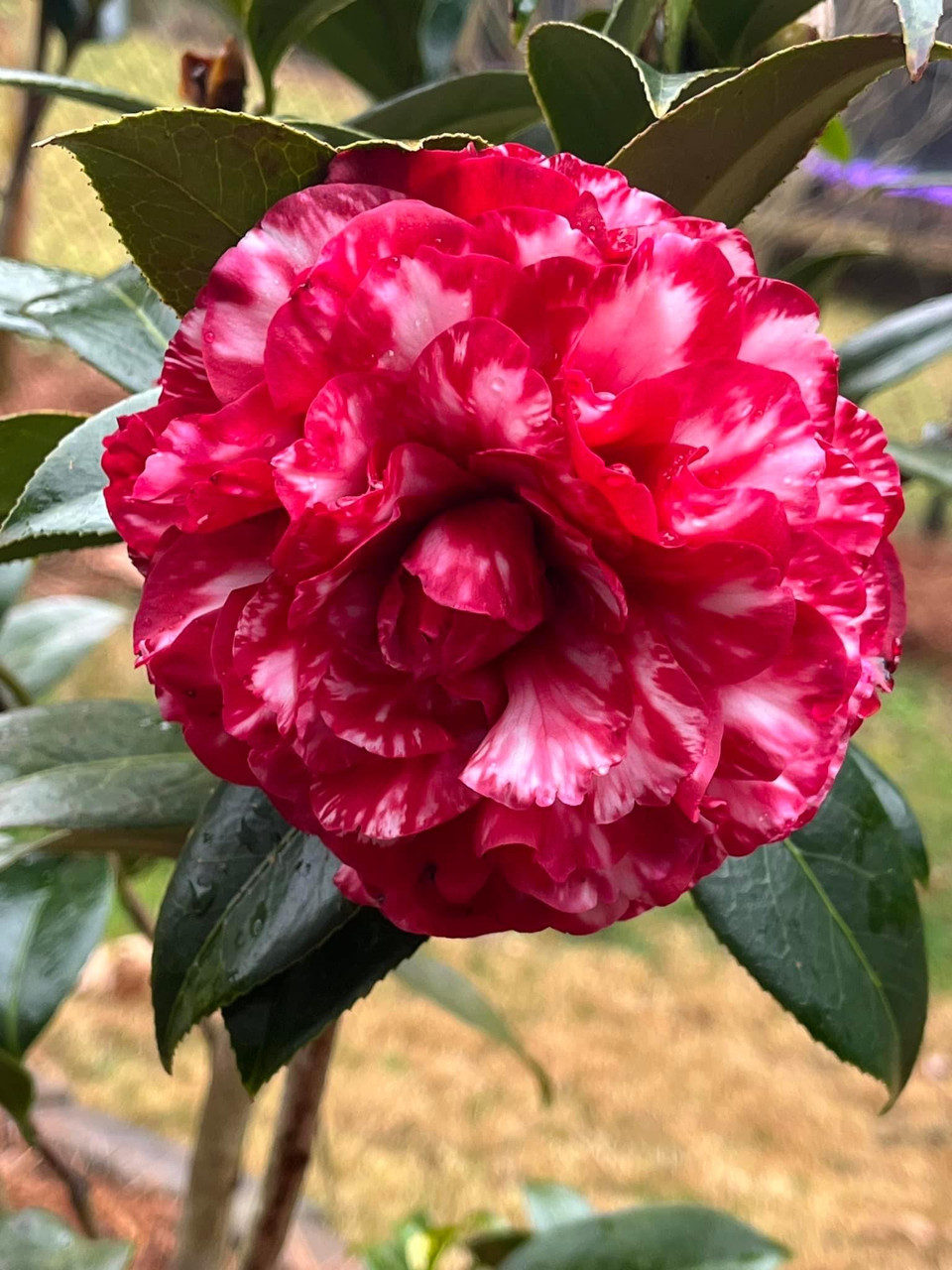 Camellia Bobbie Fain Variegated 3 Gallon - Cofer's Home & Garden