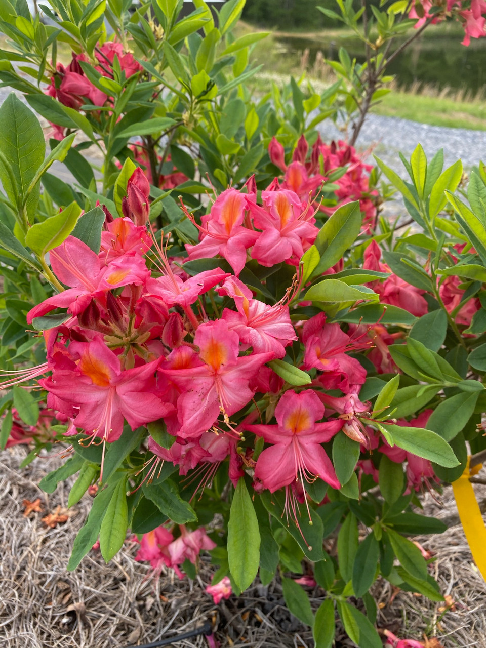 AZALEA NATIVE COUNTRY COUSINS #3 - Cofer's Home & Garden