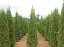 ARBORVITAE DEGROOT SPIRE #15 - Cofer's Home & Garden