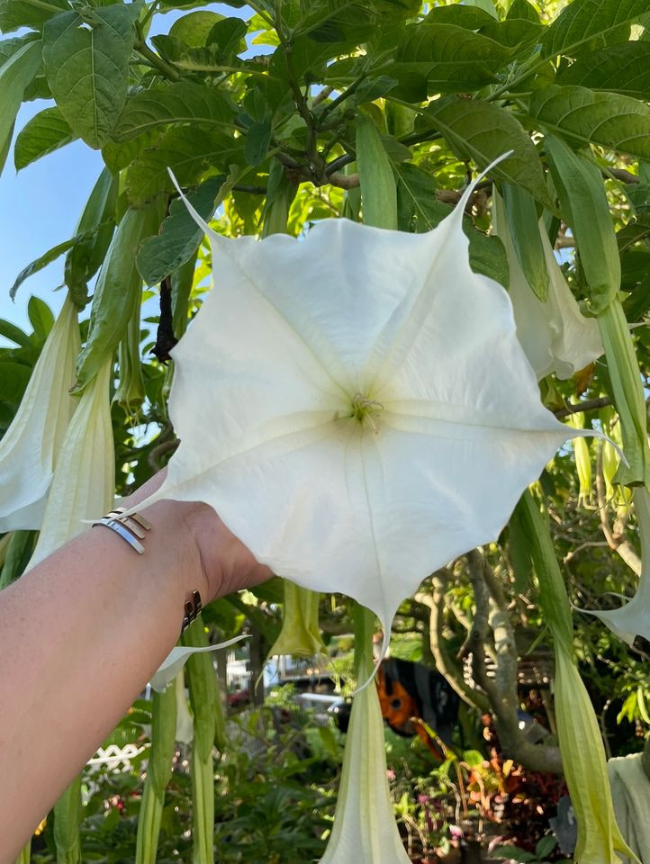 ANGEL TRUMPET WHITE #3 - Cofer's Home & Garden