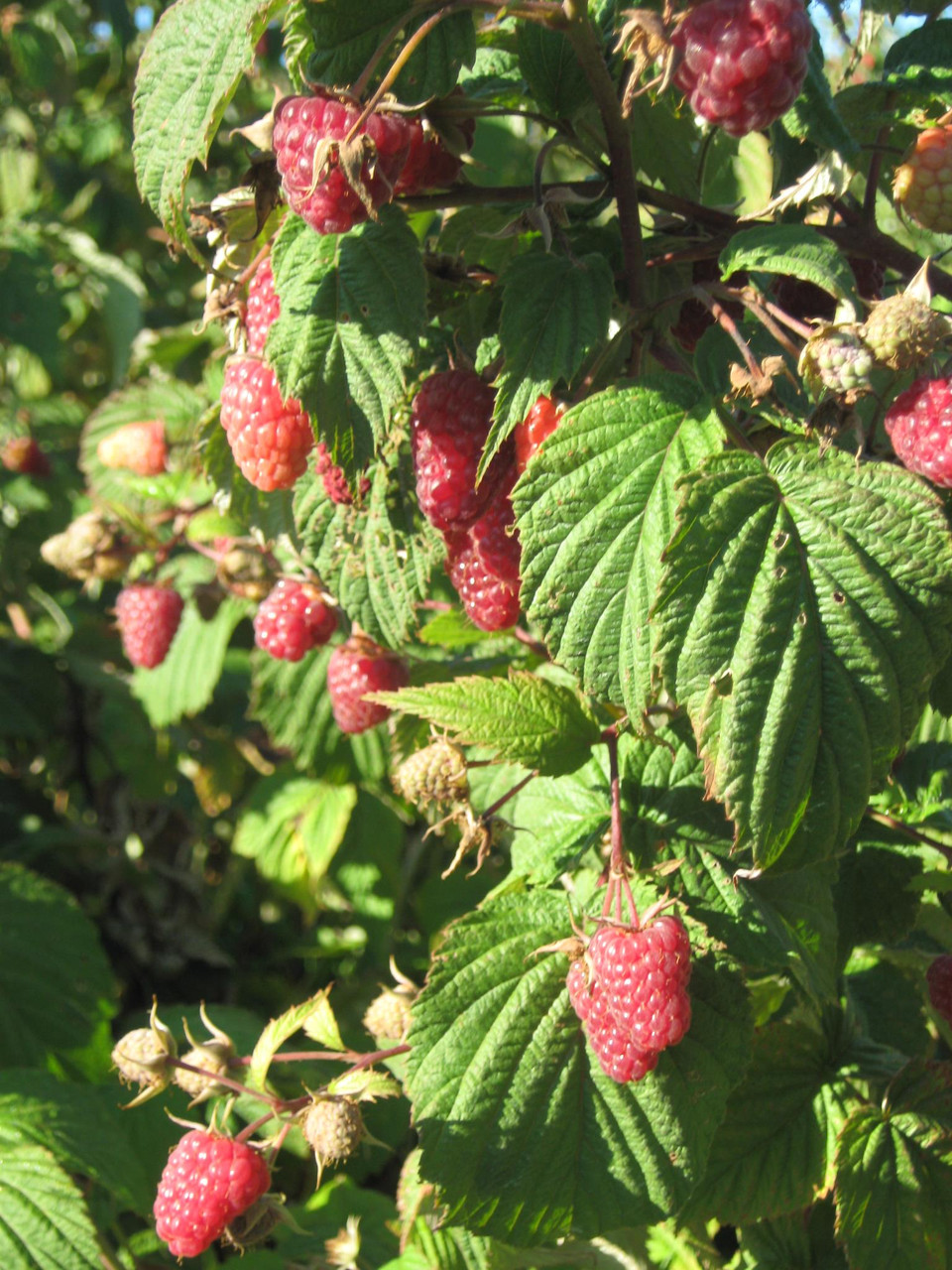 RASPBERRY JACLYN #1 - Cofer's Home & Garden