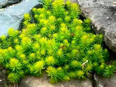 Sedum ' ANGELINE' 1 GALLON - Cofer's Home & Garden