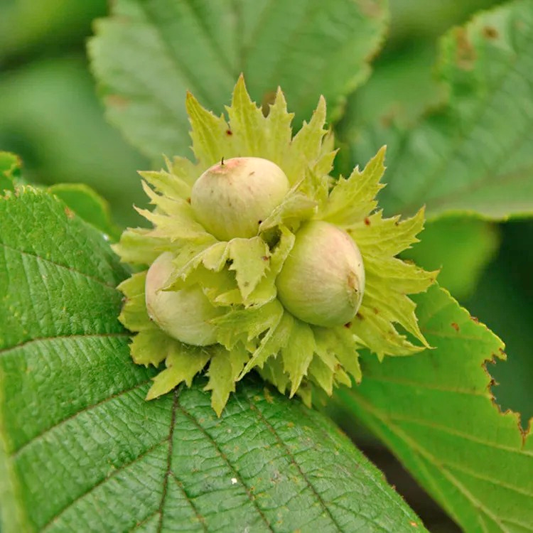 American Hazelnut Native #1 - Cofer's Home & Garden