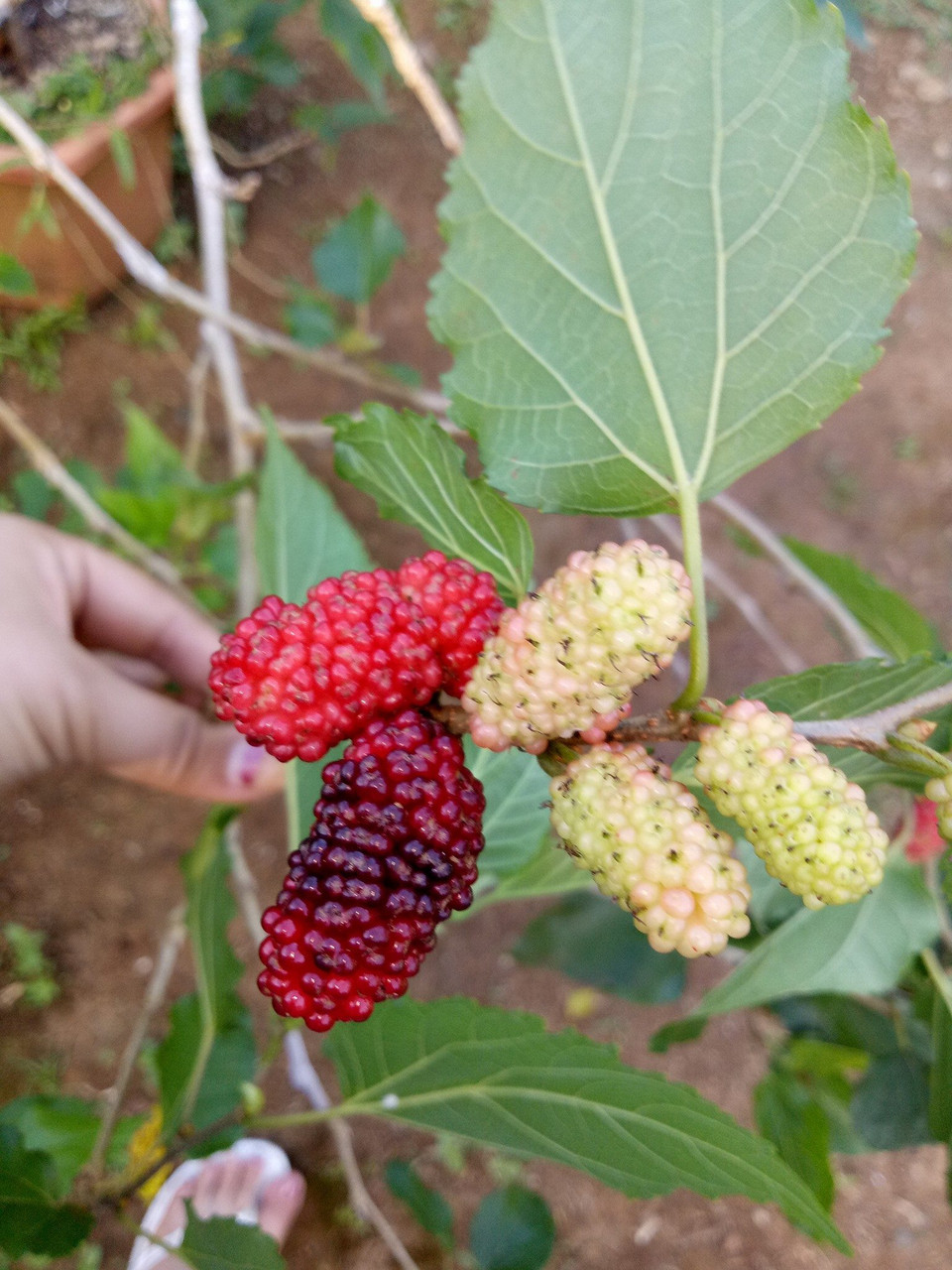 RED MULBERRY #3 - Cofer's Home & Garden