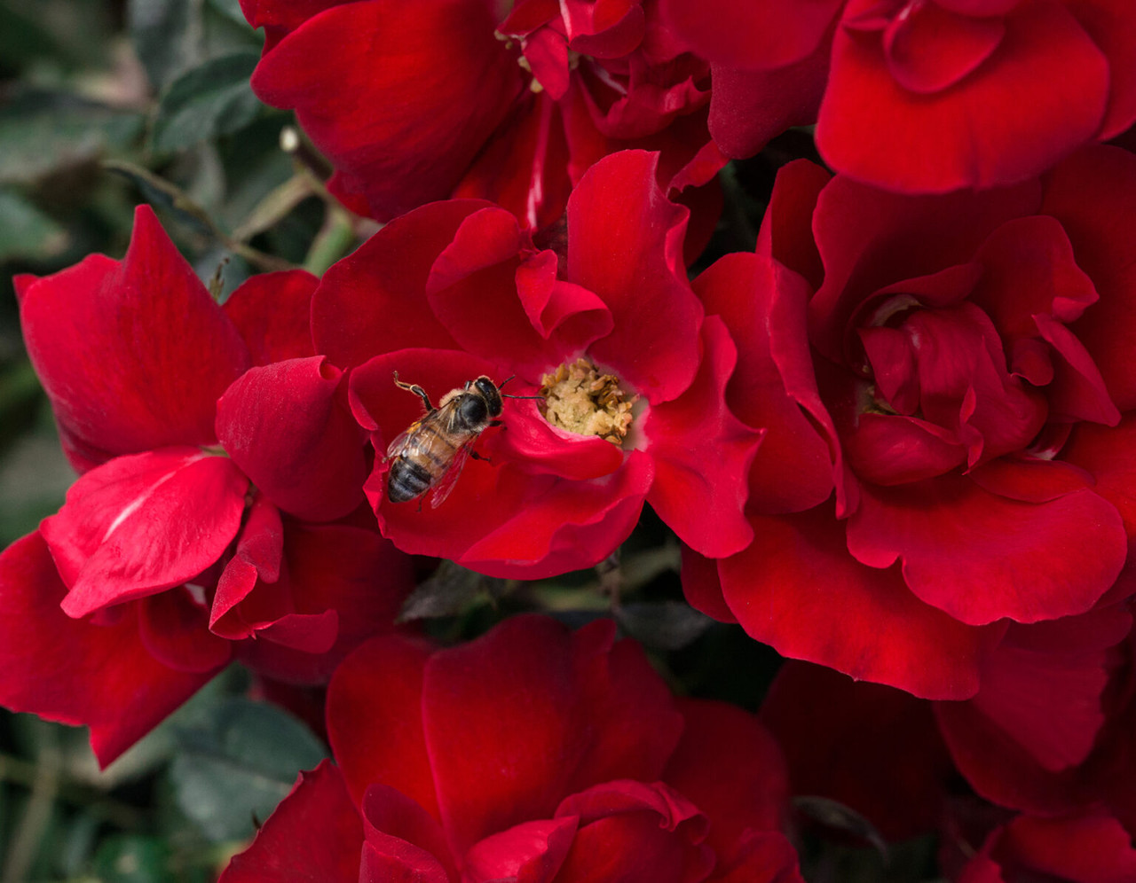 Rose Brick House® #3 - Cofer's Home & Garden