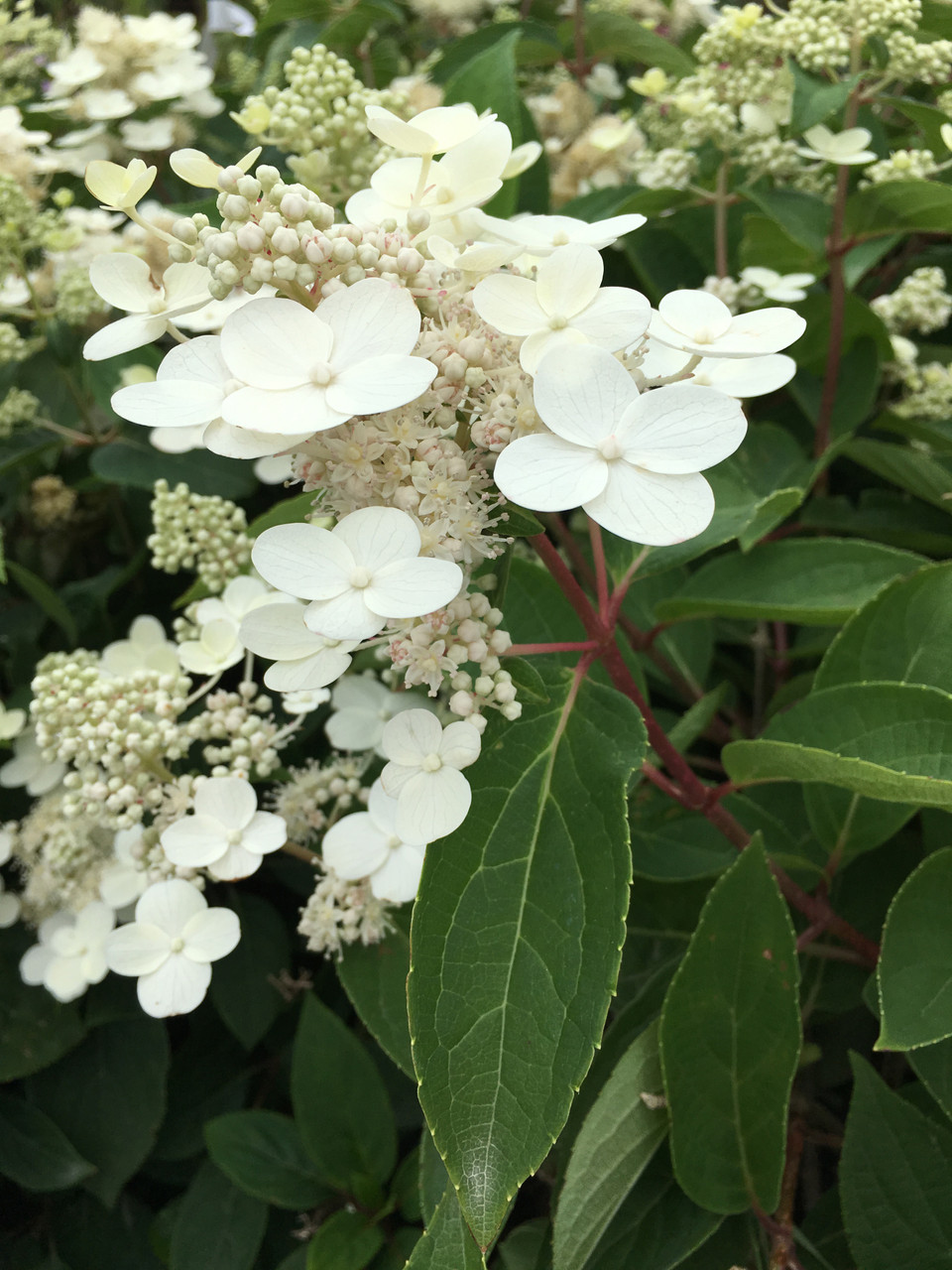 Hydrangea Pearls N' Pink™ #3 - Cofer's Home & Garden