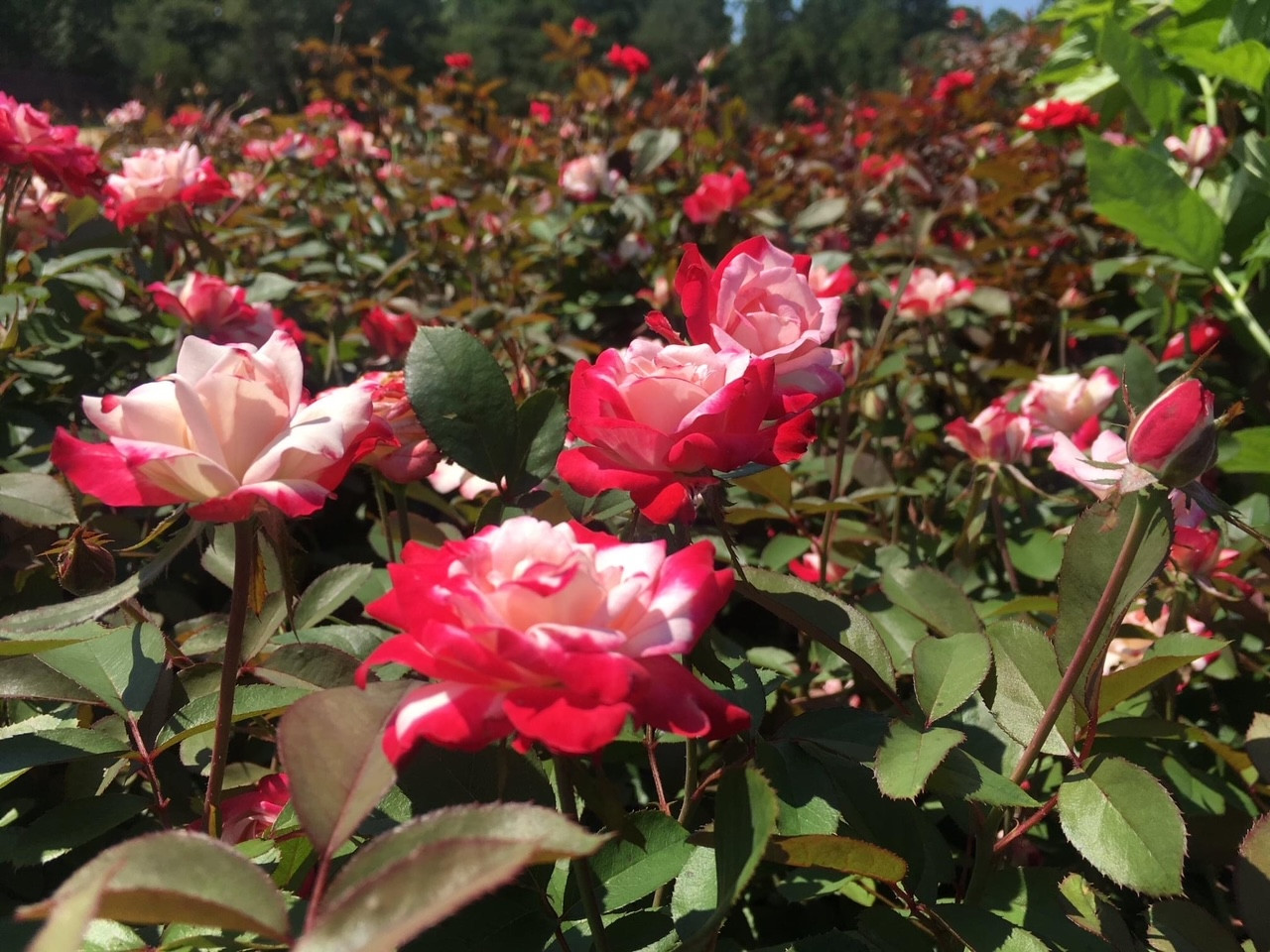 Rose Candy Cane #3 - Cofer's Home & Garden