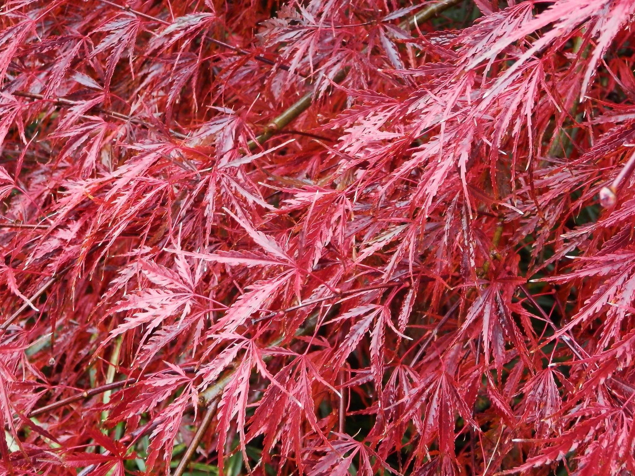 Japanese Maple 'Red Dragon' #2 STAKED - Cofer's Home & Garden