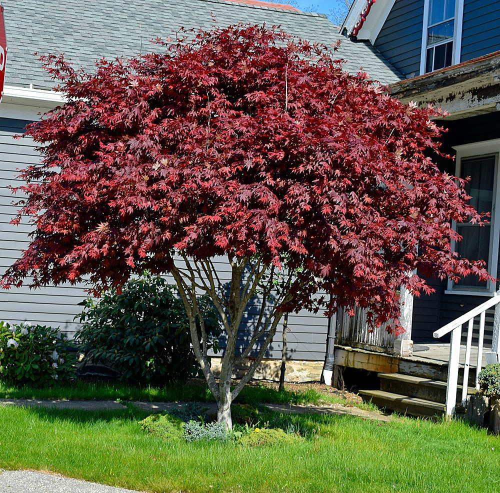 Japanese Maple 'Fireglow' #1 - Cofer's Home & Garden