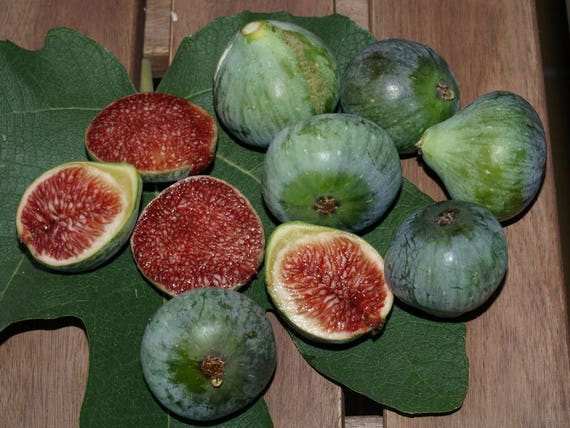 Fig Strawberry Verte 3 Gallon - Cofer's Home & Garden