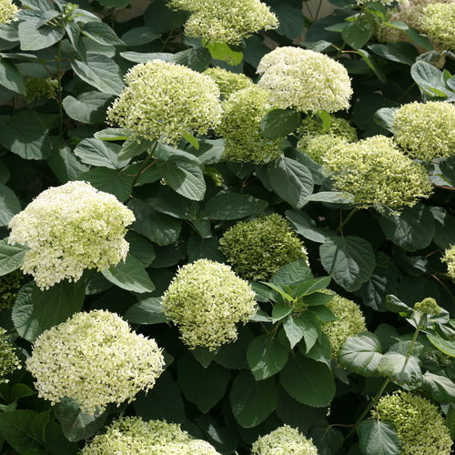 Hydrangea Lime Rickey® #3 - Cofer's Home & Garden