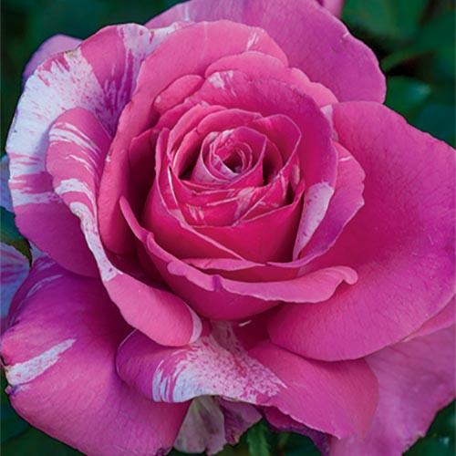 Rose 'Parade Day™' WEEKS - Cofer's Home & Garden