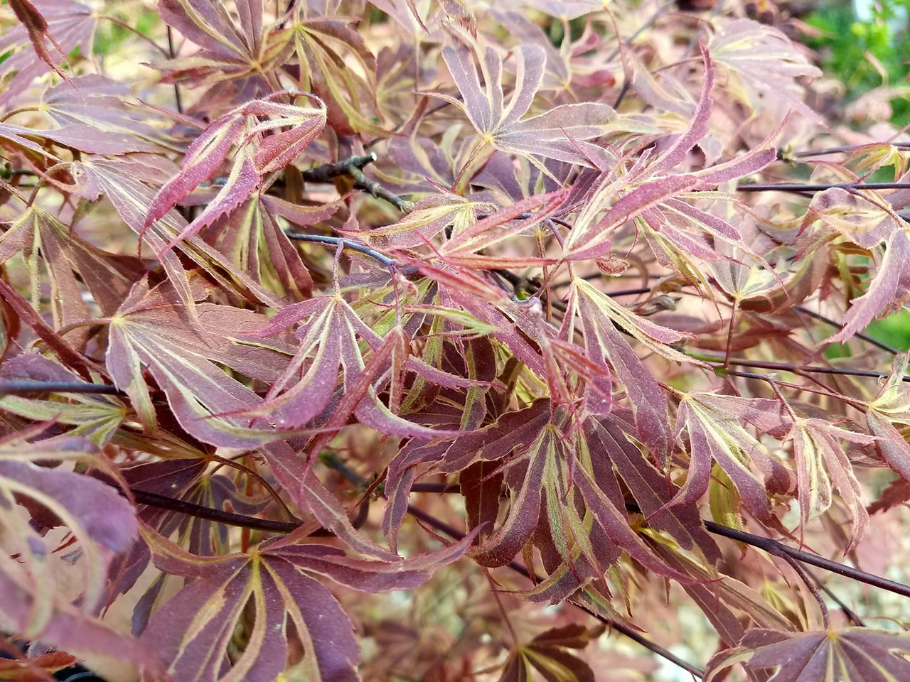 Japanese Maple 'Beni Shi En' #7 - Cofer's Home & Garden