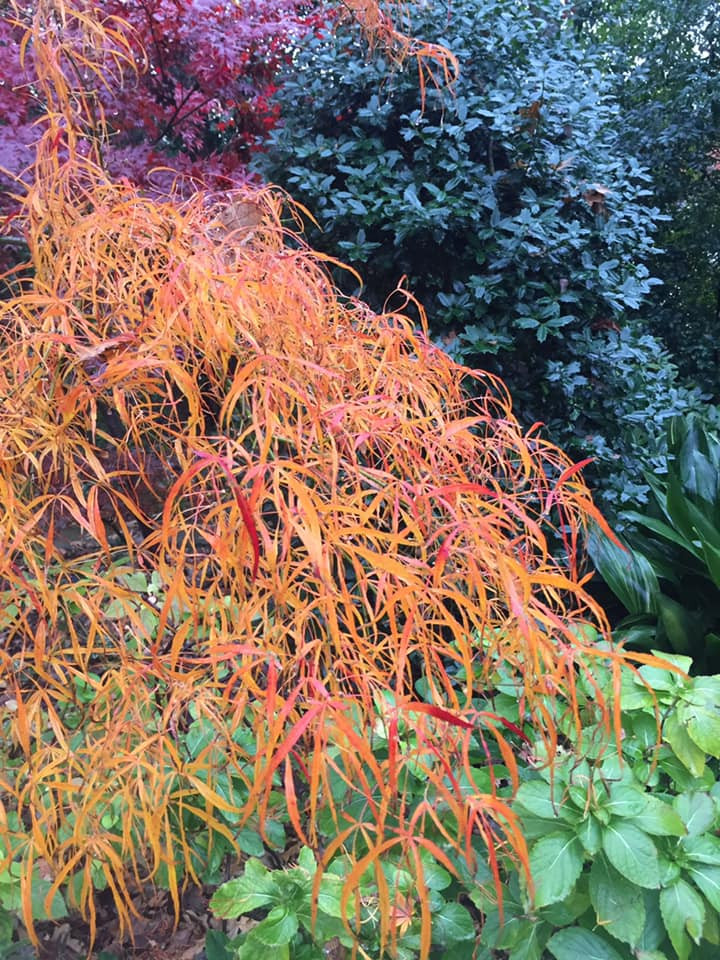 Japanese Maple 'KOTO NO ITO' - Cofer's Home & Garden