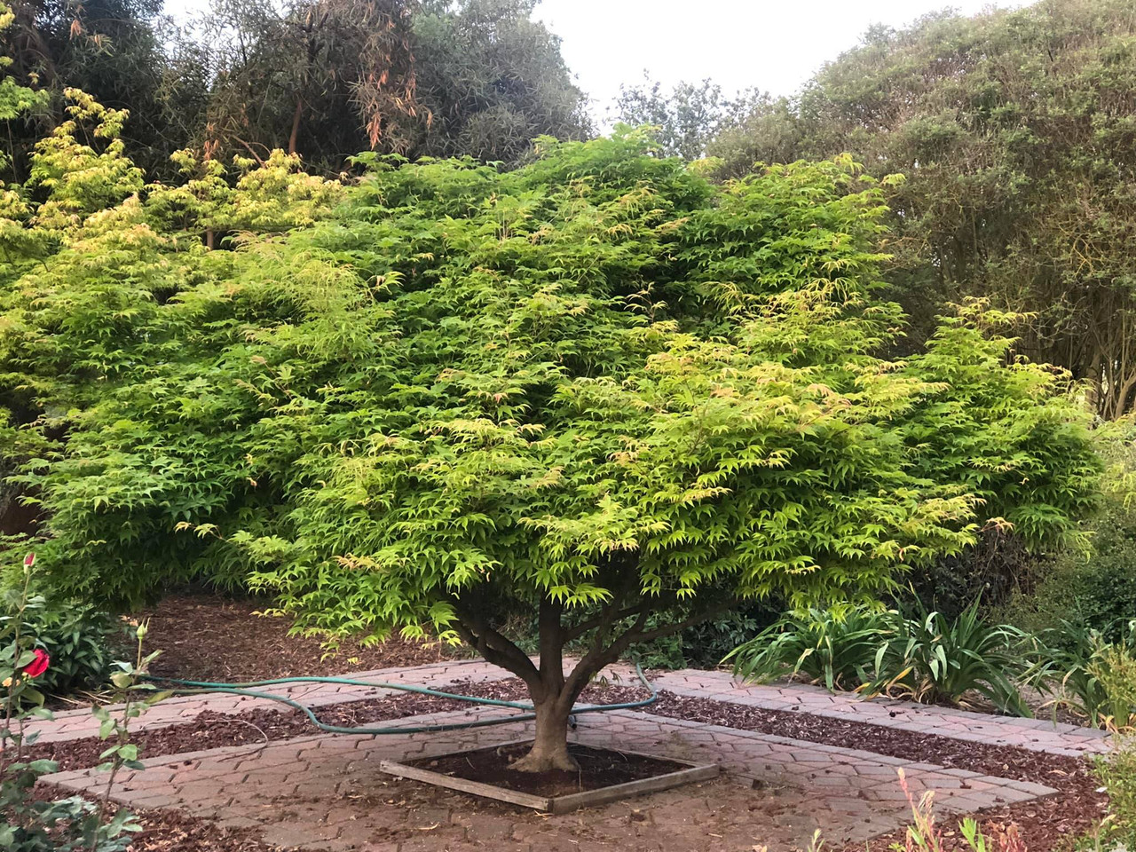 Japanese Maple 'KOTO NO ITO' - Cofer's Home & Garden