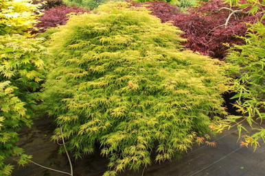 Japanese Maple 'Lemon Lime Lace' #2 - Cofer's Home & Garden
