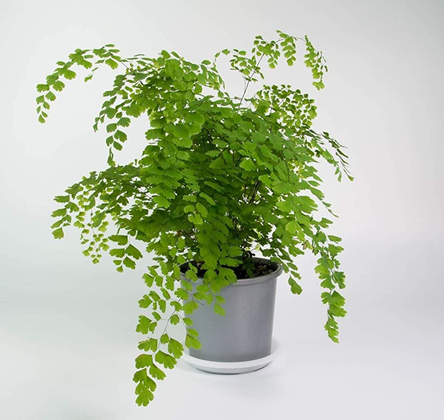 Fern Maidenhair 24.99 - Cofer's Home & Garden