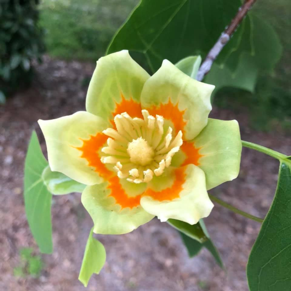TULIP POPLAR #3 - Cofer's Home & Garden
