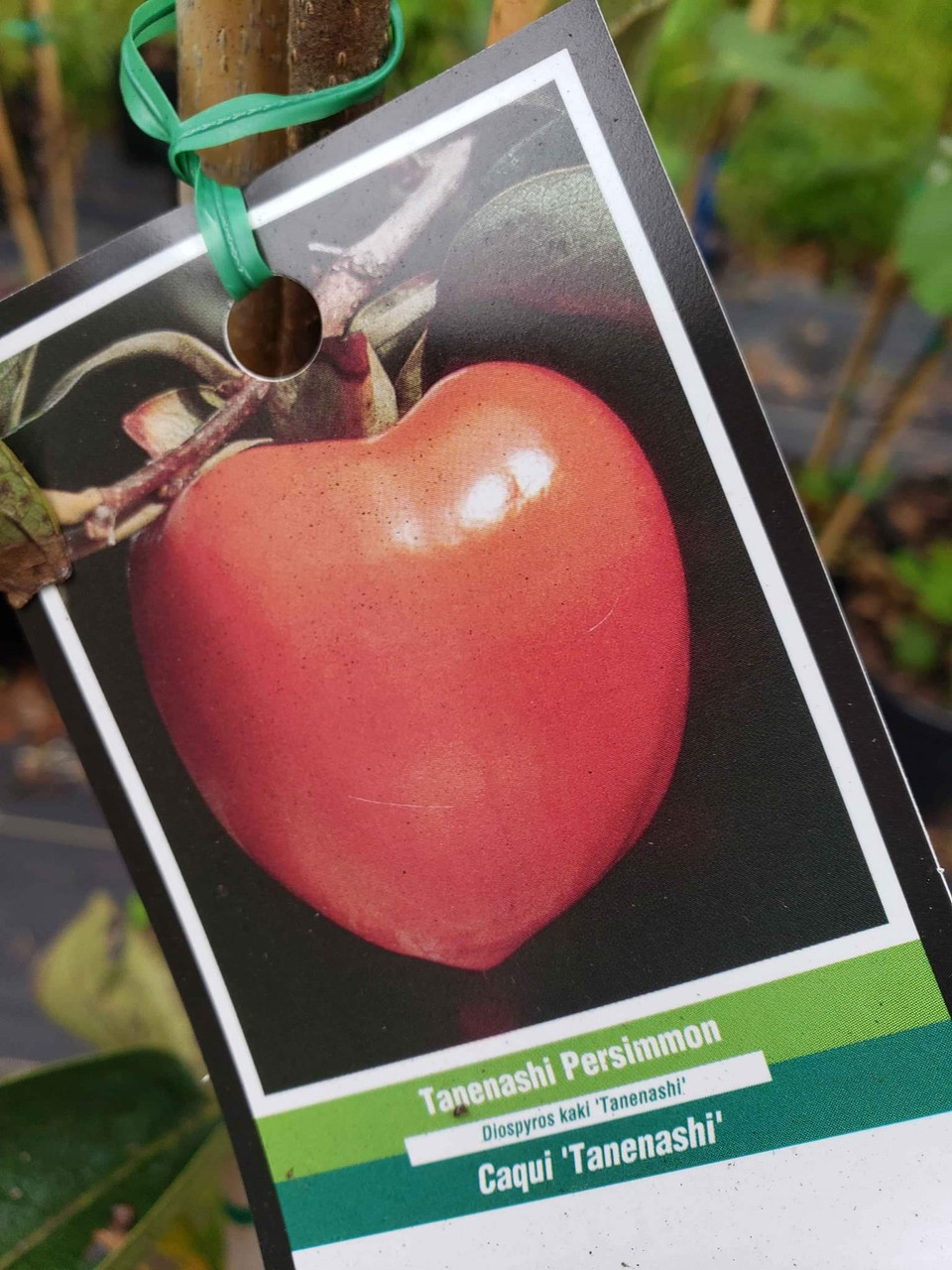 Persimmon 'Tanenashi' 5 Gallon - Cofer's Home & Garden